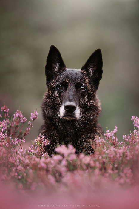 Iines :: Raitapaimenen